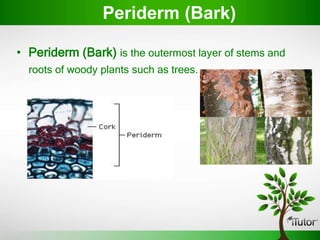 Planttissues by pooja 1 | PPTX