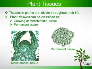 Planttissues by pooja 1 | PPTX