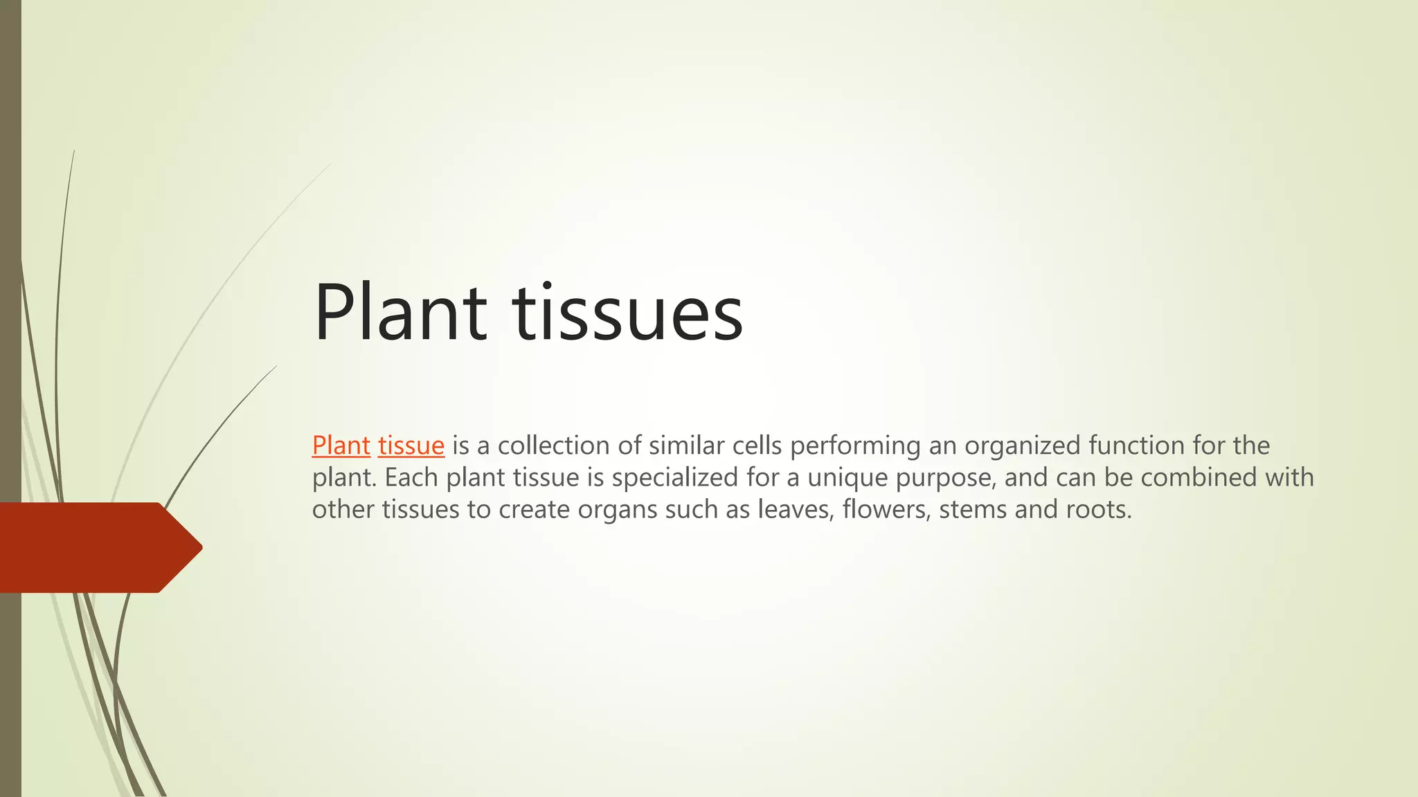Plant tissues copy | PPTX