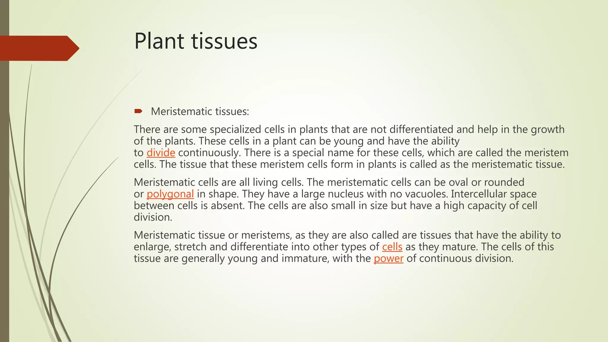 Plant tissues copy | PPT