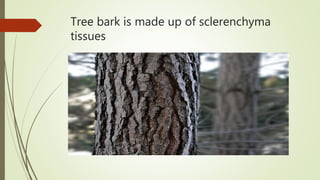 Plant tissues copy | PPT