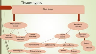 Plant tissues copy | PPTX
