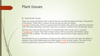 Plant tissues copy | PPTX