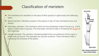 Plant tissues copy | PPT