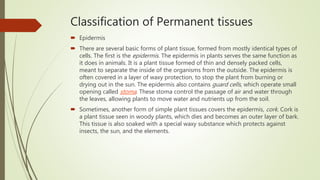 Plant tissues copy | PPT