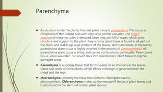 Plant tissues copy | PPTX