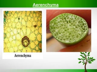 Aerenchyma Tissue