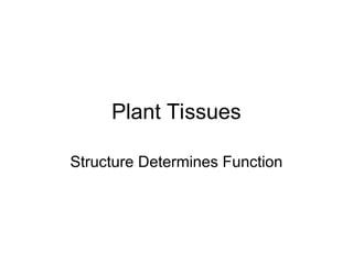 Plant Tissues , typesand anatomy (1).ppt