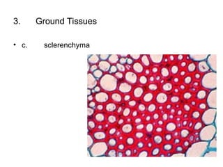 Plant Tissues , typesand anatomy (1).ppt