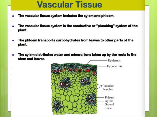 Plant Tissues 26-03-2021.pptx morphology | PPTX | Biological Sciences ...