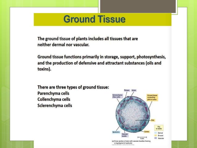 Plant Tissues 26-03-2021.pptx morphology | PPTX | Biological Sciences ...