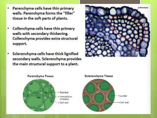 Plant Tissues 26-03-2021.pptx morphology | PPTX | Biological Sciences ...