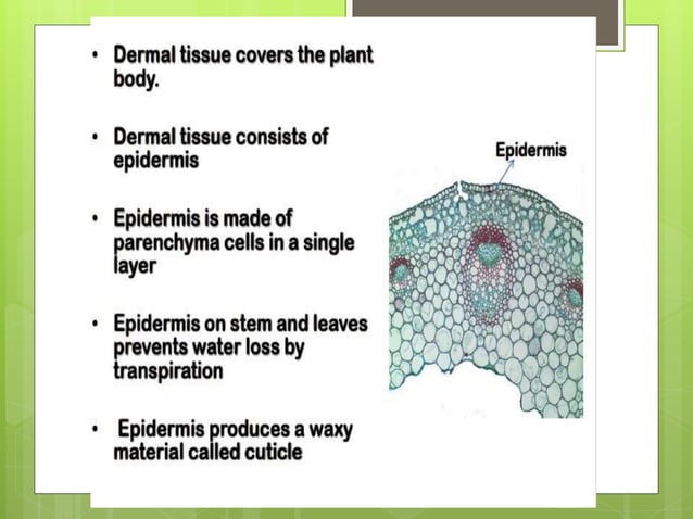 Plant Tissues 26-03-2021.pptx morphology | PPTX | Biological Sciences ...