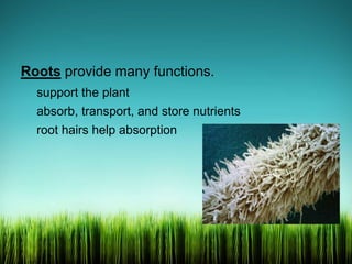 tissues (plant tissues) | PPT