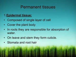 tissues (plant tissues) | PPTX | Gardening | Home & Garden