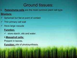 tissues (plant tissues) | PPTX