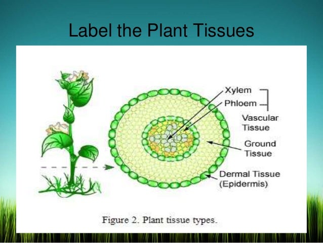 tissues (plant tissues)