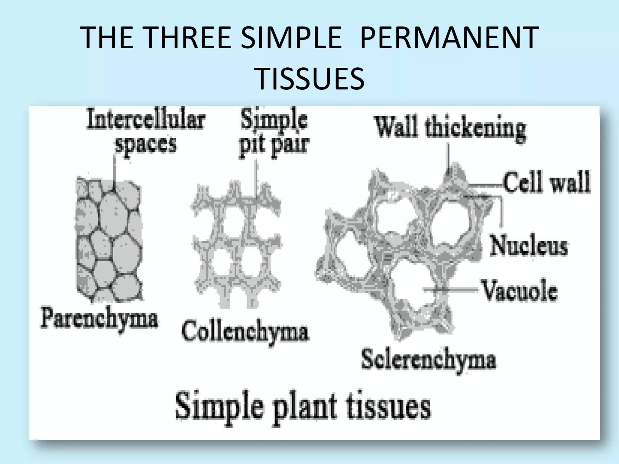 Plant tissues, 9 cbse | PPTX