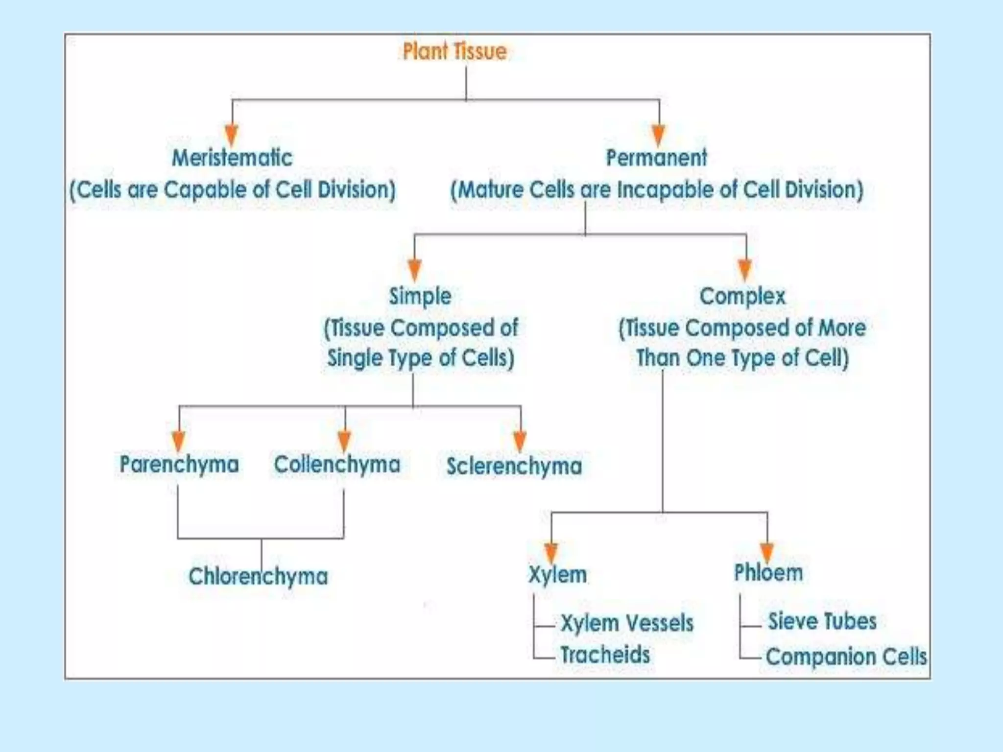 Plant tissues, 9 cbse | PPTX