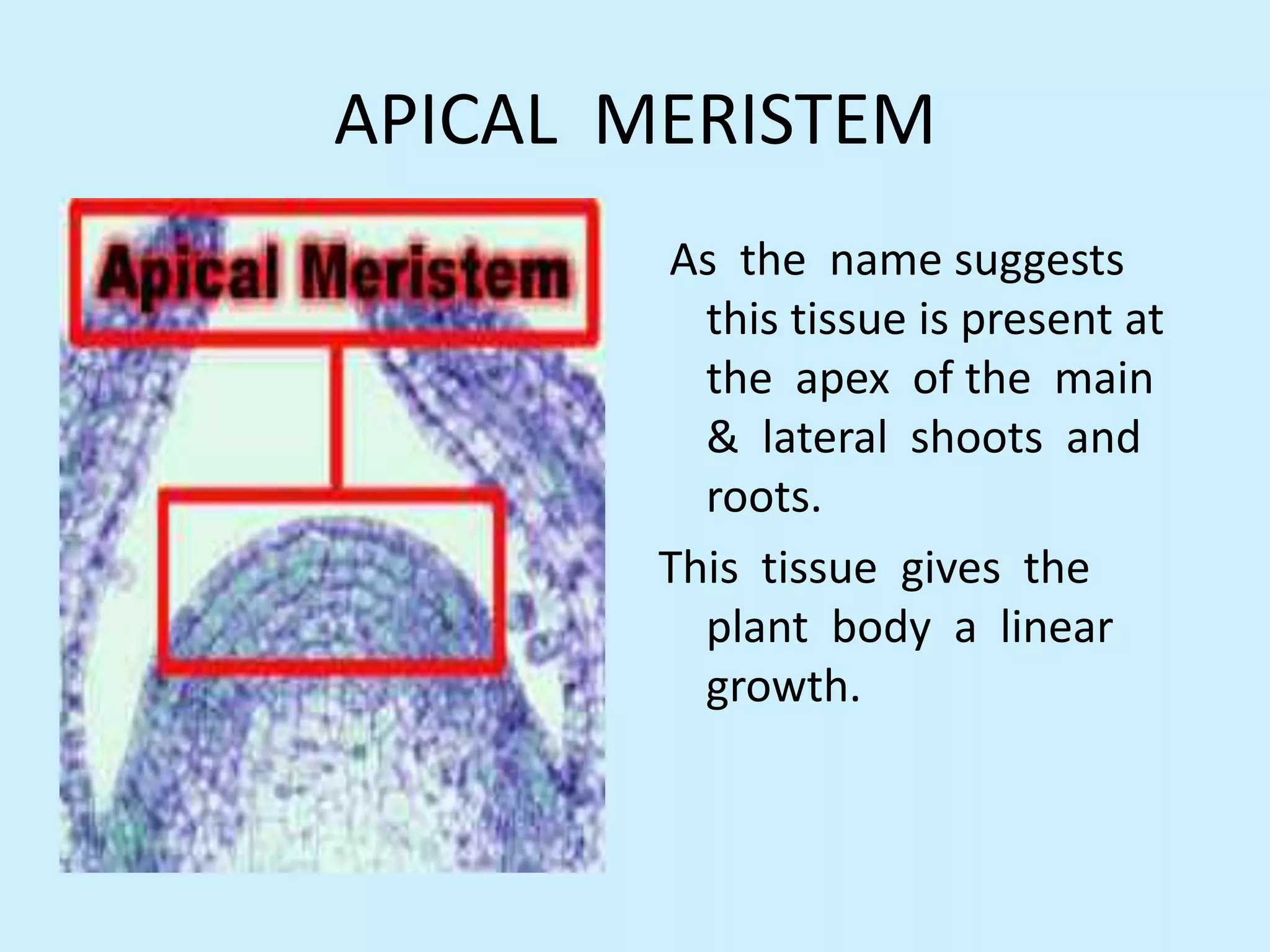Plant tissues, 9 cbse | PPTX