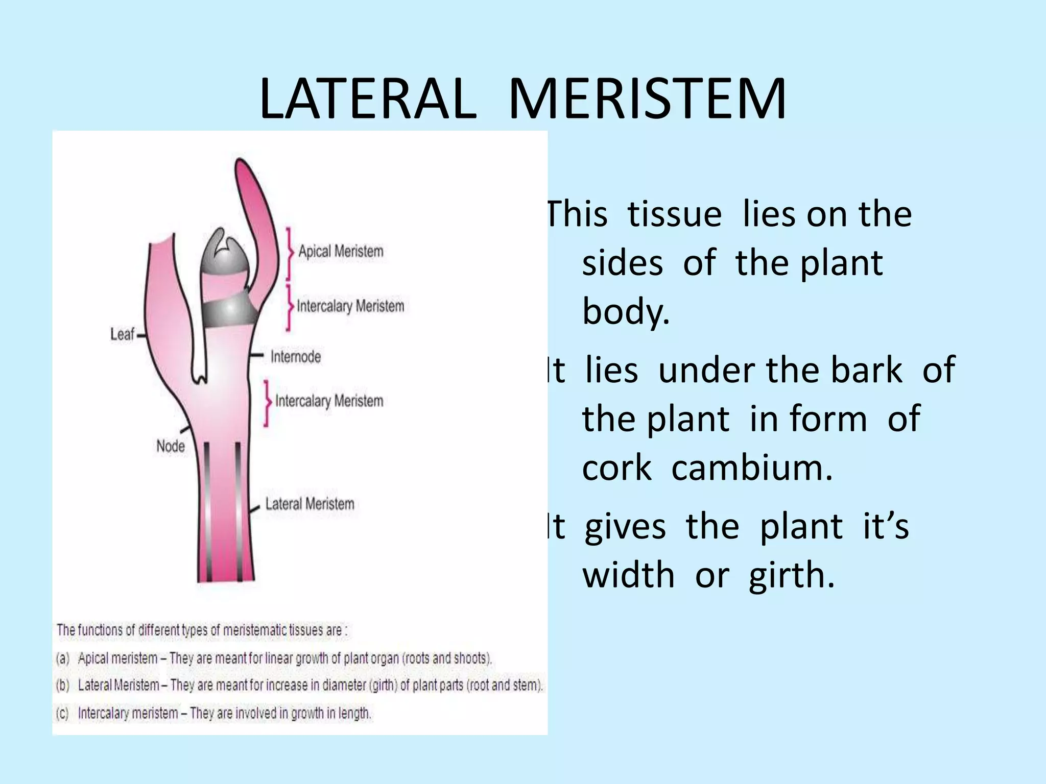 Plant tissues, 9 cbse | PPTX