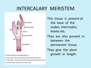 Plant tissues, 9 cbse | PPTX