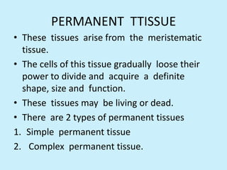 Plant tissues, 9 cbse | PPTX