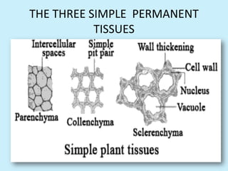 Plant tissues, 9 cbse | PPTX