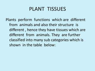 Plant tissues, 9 cbse | PPTX