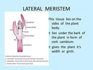 Plant tissues, 9 cbse | PPTX