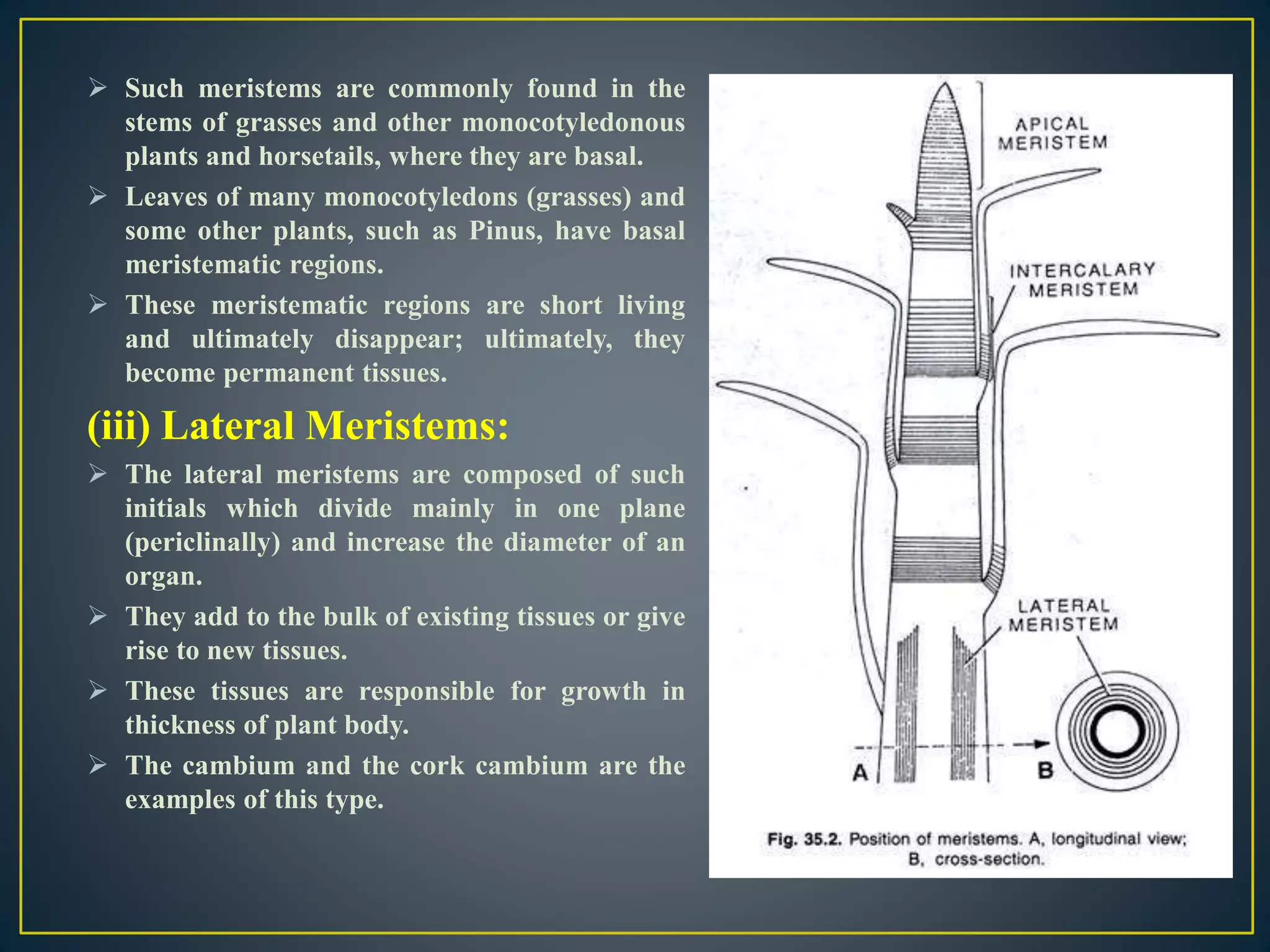 Plant tissues and its types (part I) | PPTX