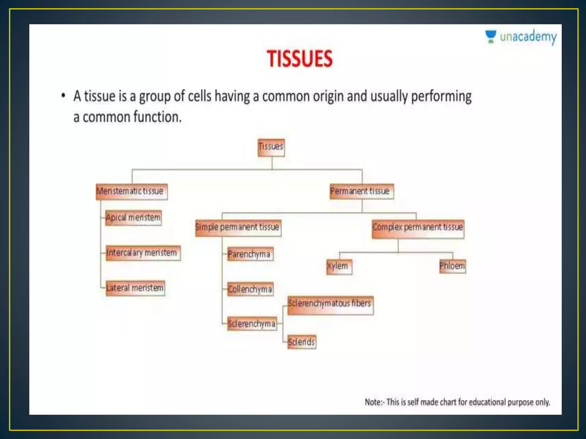 Plant tissues and its types (part I) | PPTX
