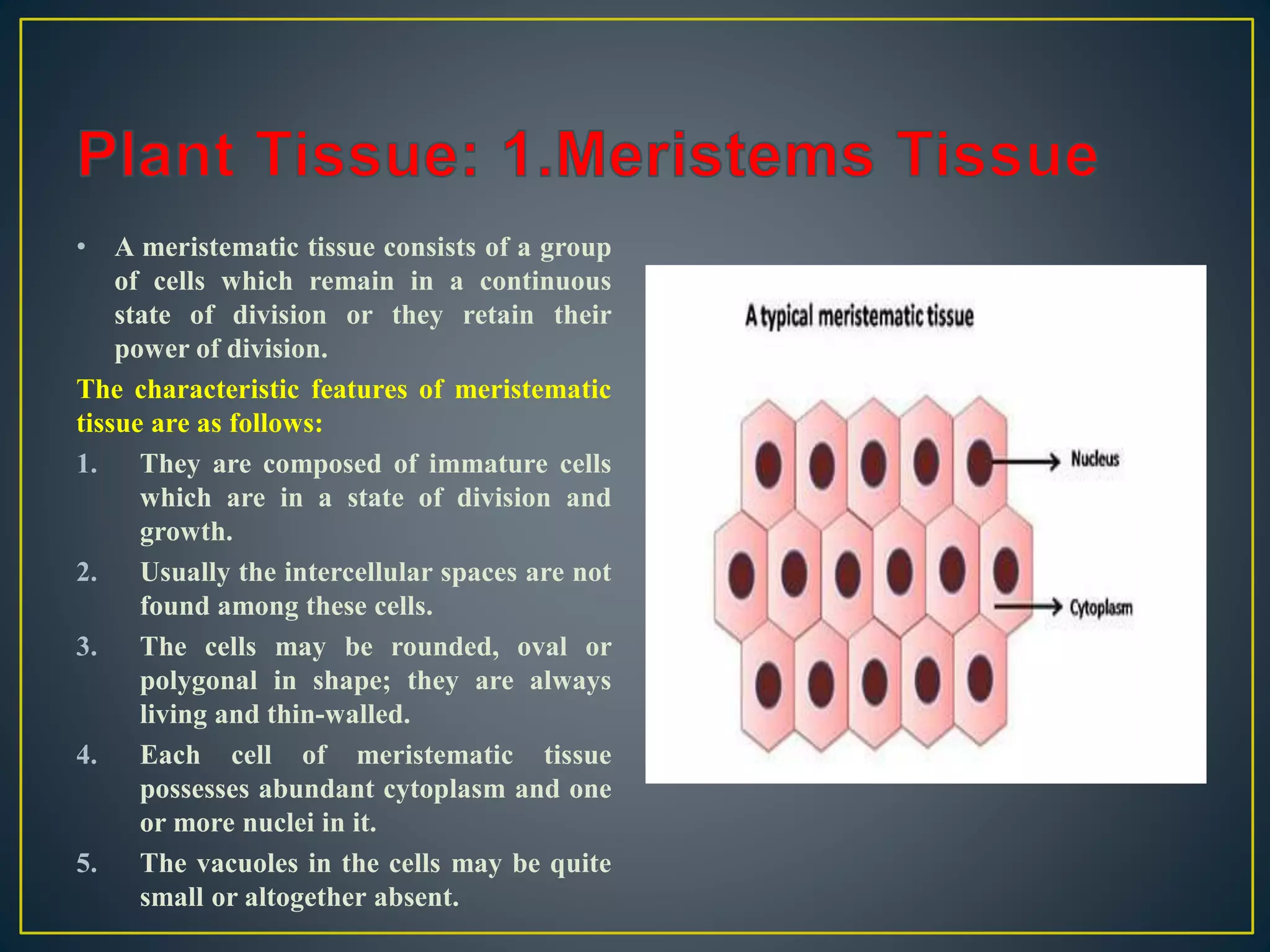 Plant tissues and its types (part I) | PPTX