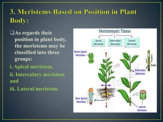 Plant tissues and its types (part I) | PPTX