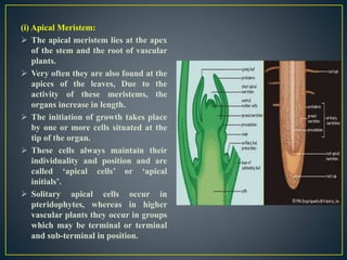 Plant tissues and its types (part I) | PPTX