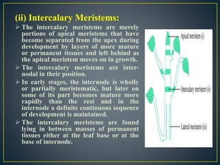 Plant tissues and its types (part I) | PPTX