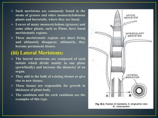 Plant tissues and its types (part I) | PPTX