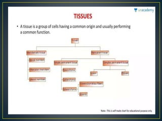 Plant tissues and its types (part I) | PPTX