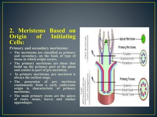 Primary Meristem Diagram