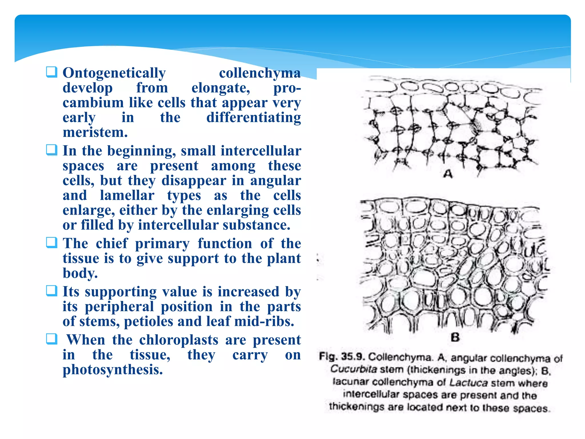 Plant tissues and its types (part II) | PPTX