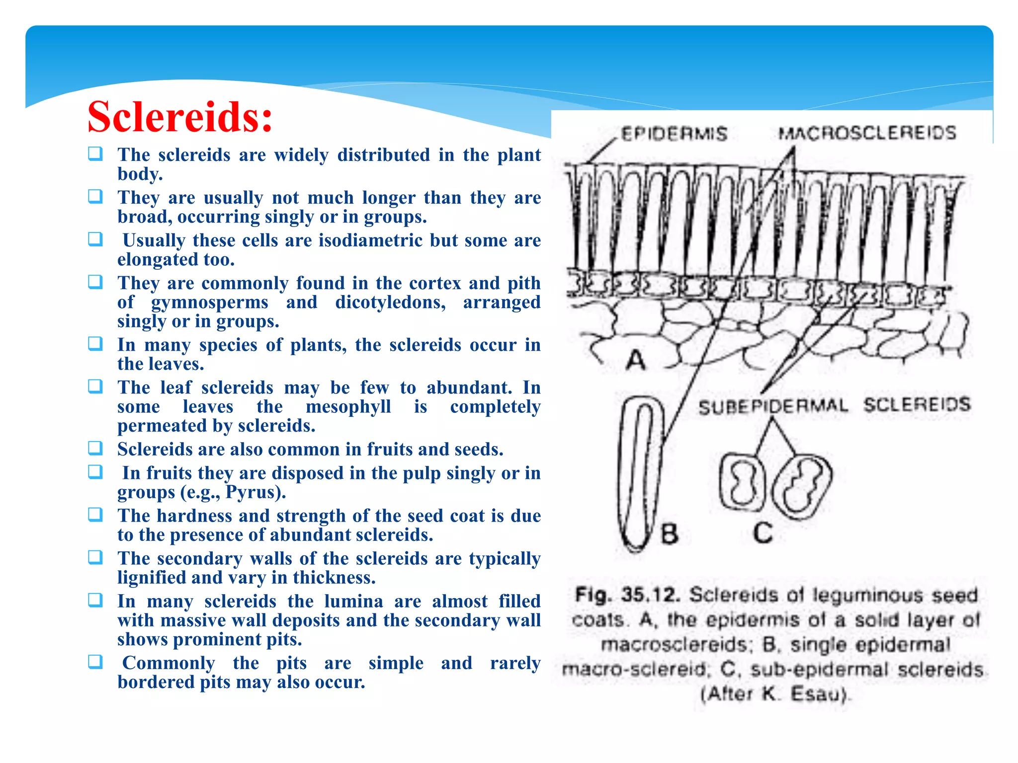 Plant tissues and its types (part II) | PPTX