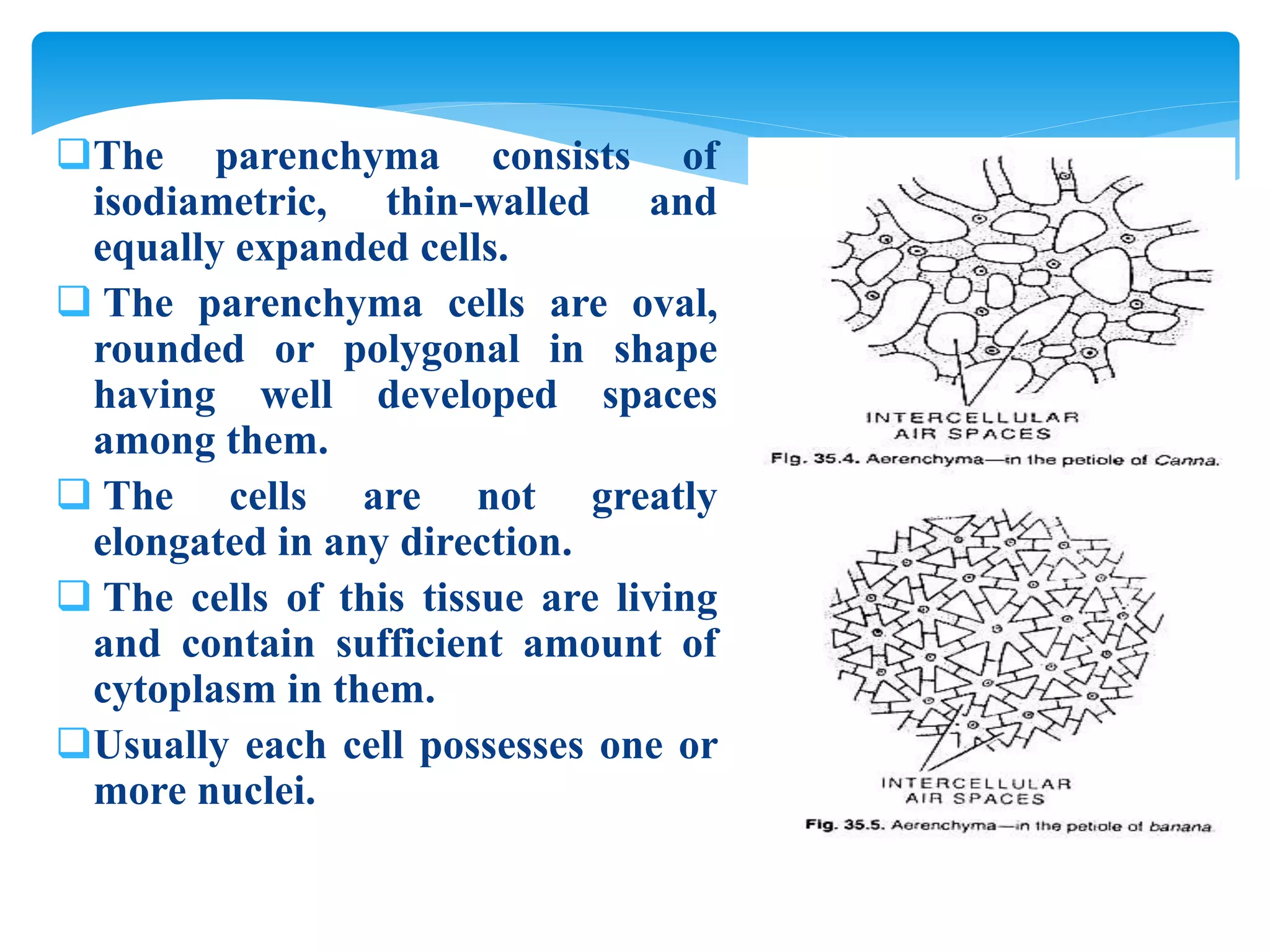 Plant tissues and its types (part II) | PPTX