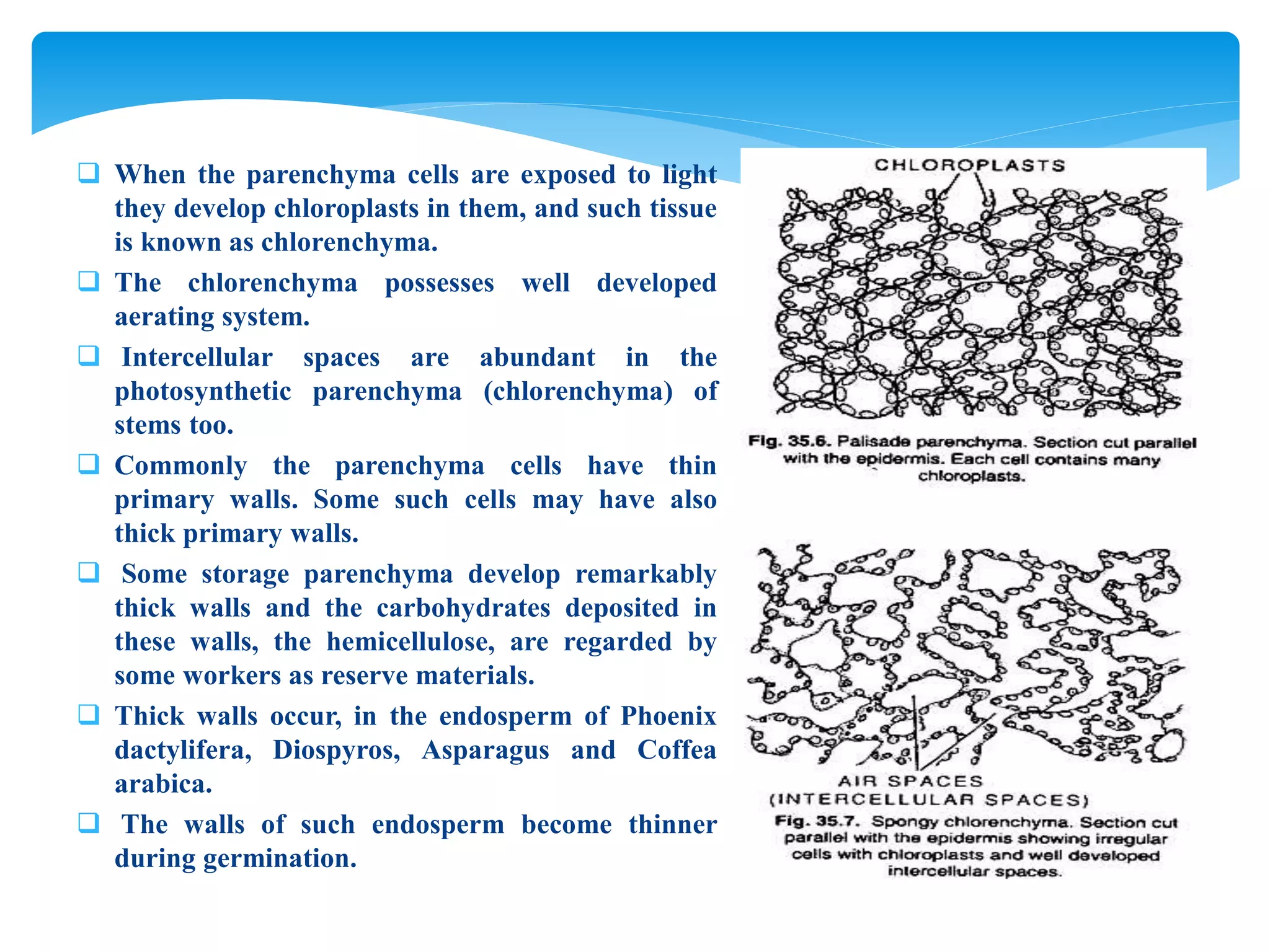 Plant tissues and its types (part II) | PPTX