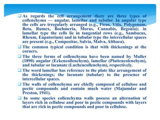 Plant tissues and its types (part II) | PPTX