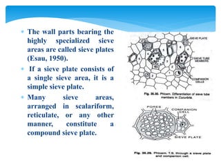 Plant tissues and its types (part II) | PPTX