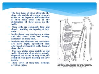 Plant tissues and its types (part II) | PPTX