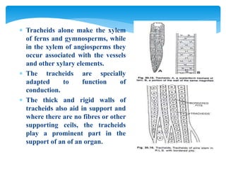 Tracheids In Ferns