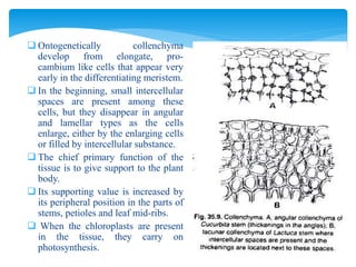 Plant Tissues and its Type Part II.pptx