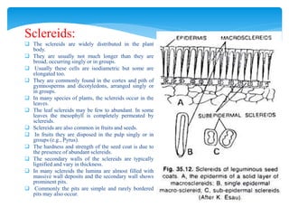 Plant Tissues and its Type Part II.pptx