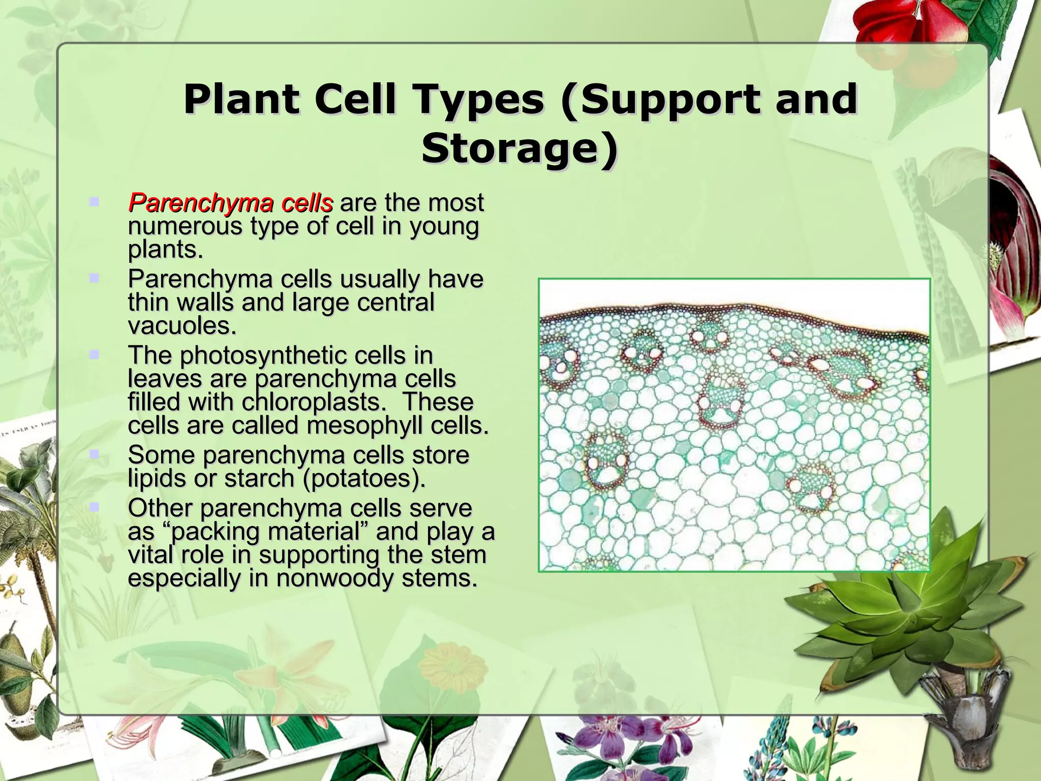 Plant tissues and organs | PPT